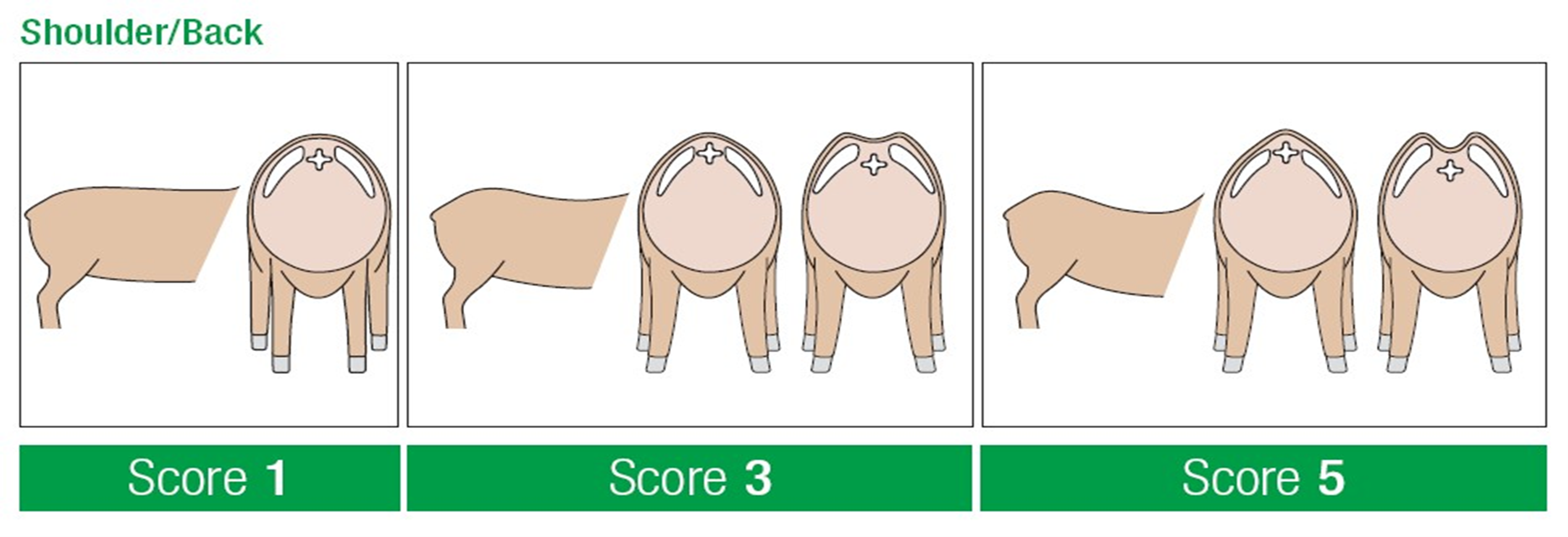 Sheep Conformation 101